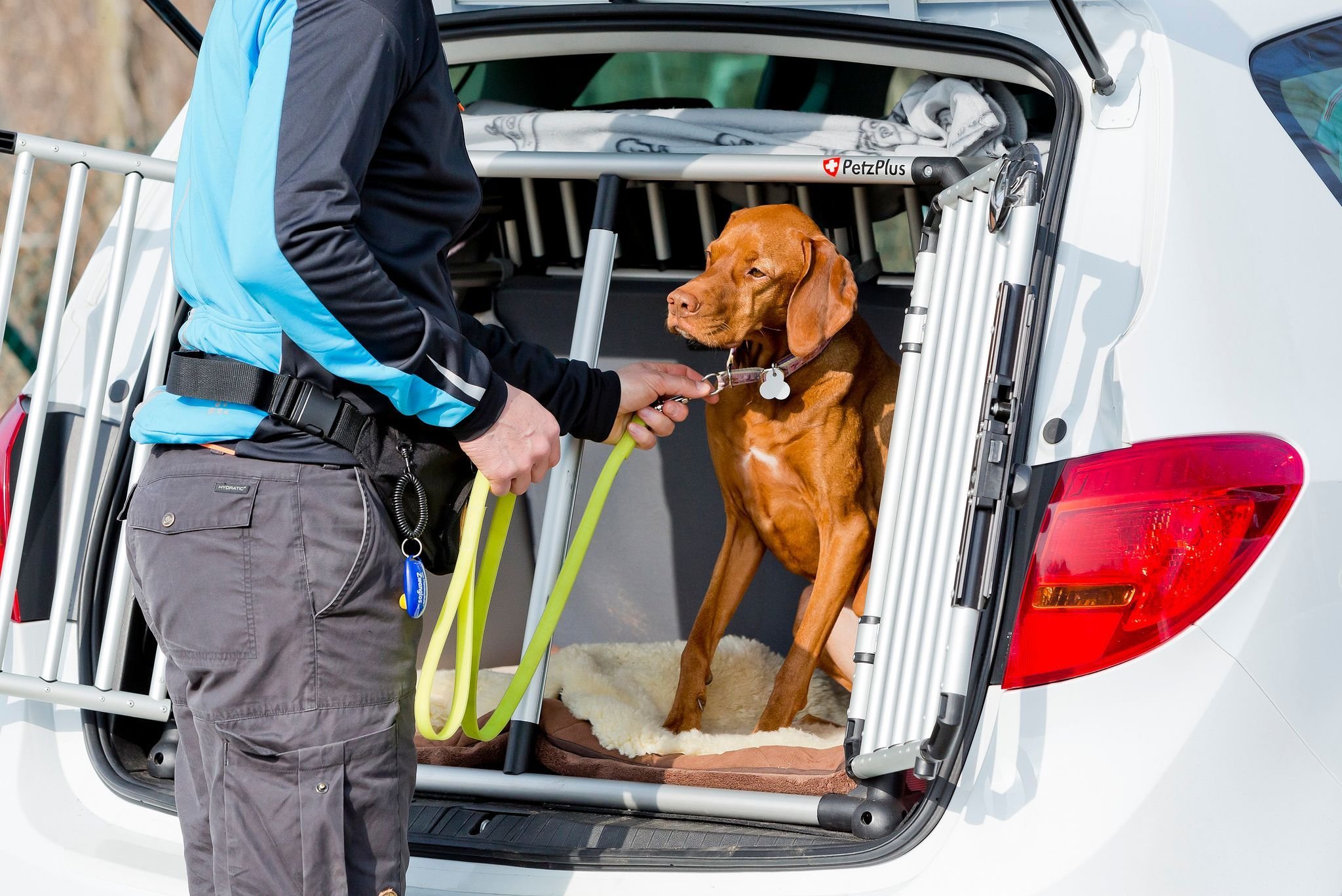 Sicher Autofahren mit Hund - 6 Tipps