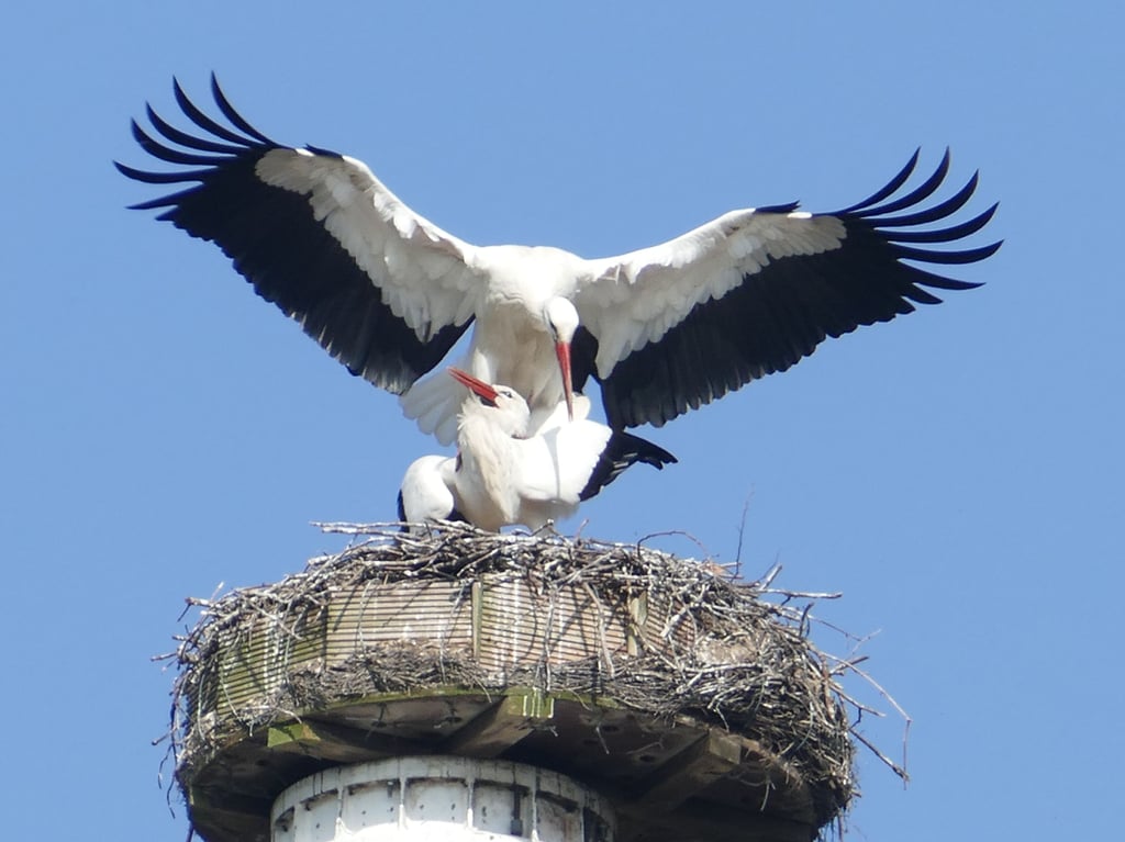 Hiddenhausen: Chancen auf Storch-Nachwuchs in Lippinghausen stehen gut
