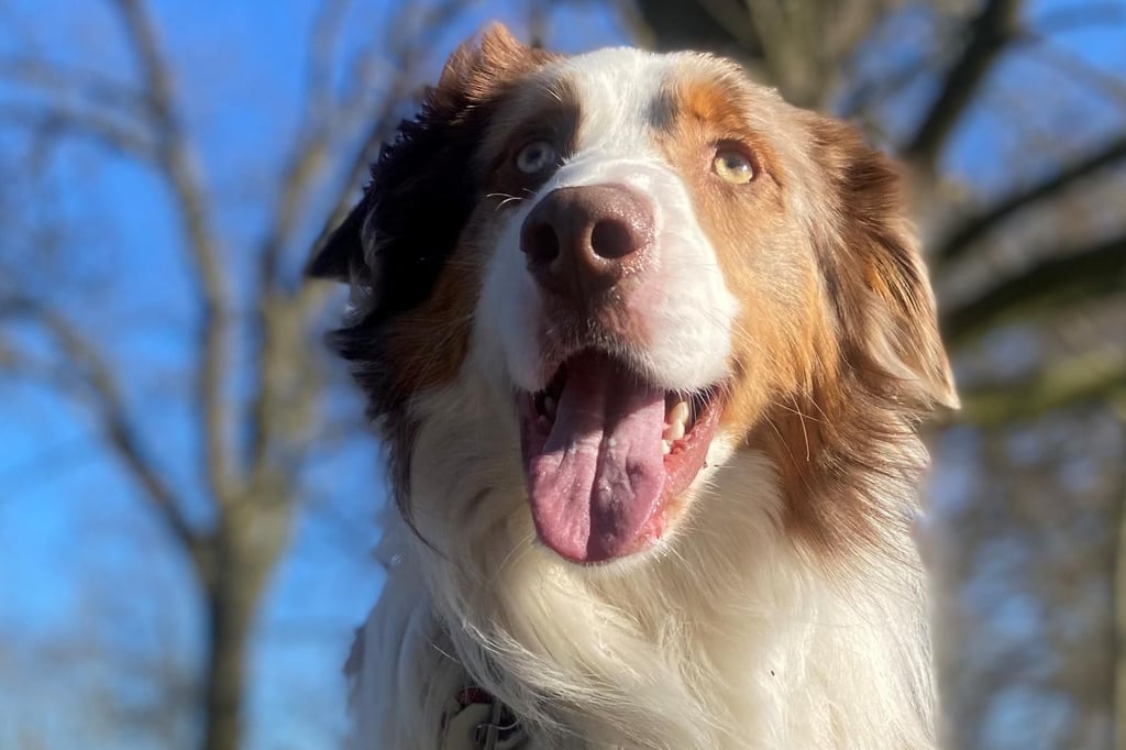 Nala, Luna, Lucky sind die beliebtesten