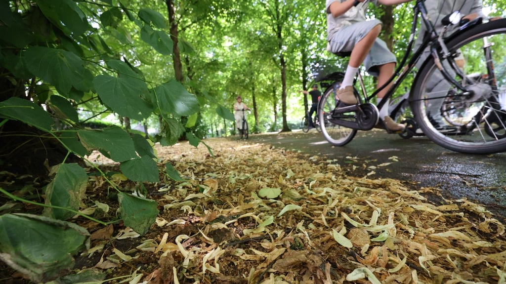 Warum verlieren die Bäume an der Promenade in Münster ihre Blätter?