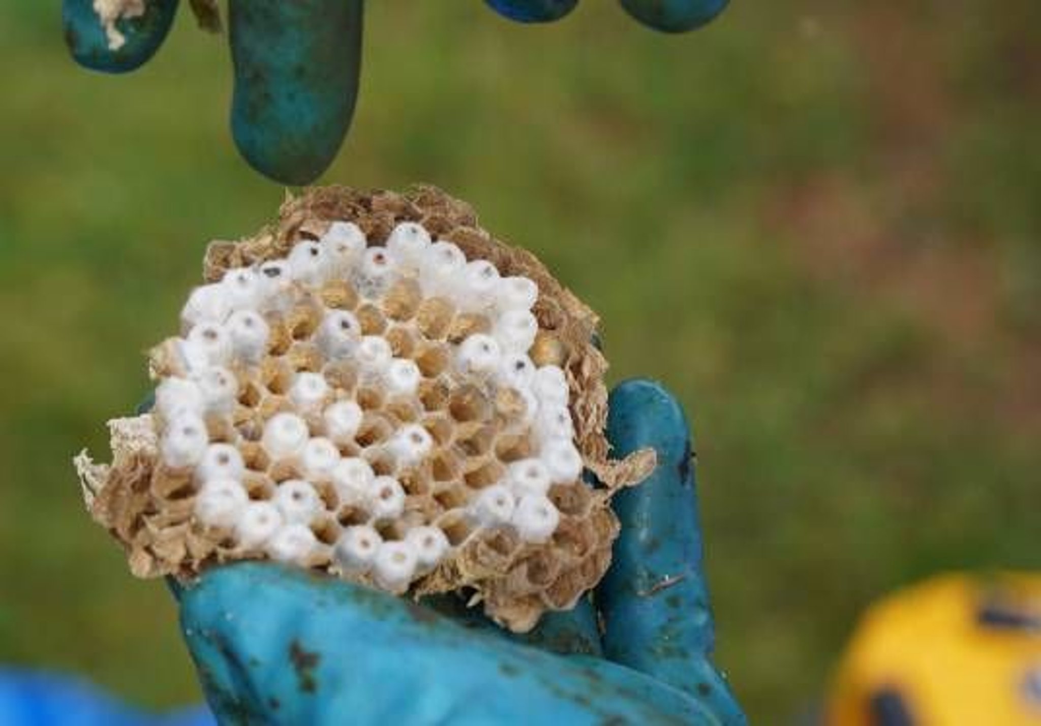 Bokep indo livu vcs !!! Received with a warm embrace with