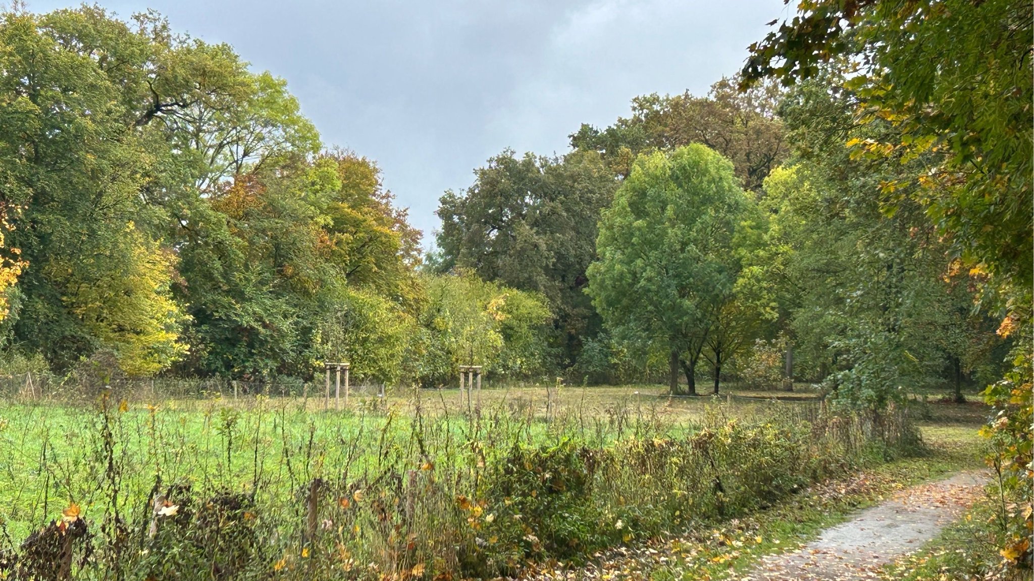Dritter Ahlener Bürgerwald soll wachsen