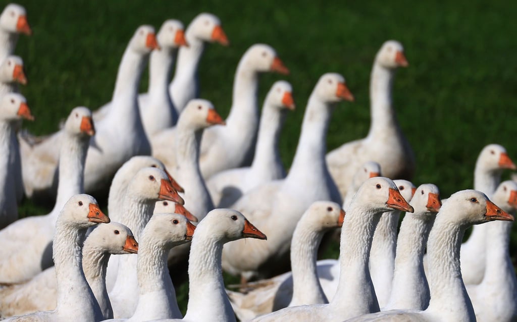 Delbrück: Neuer Geflügelpest-Verdachtsfall - 350 Gänse in Boke getötet